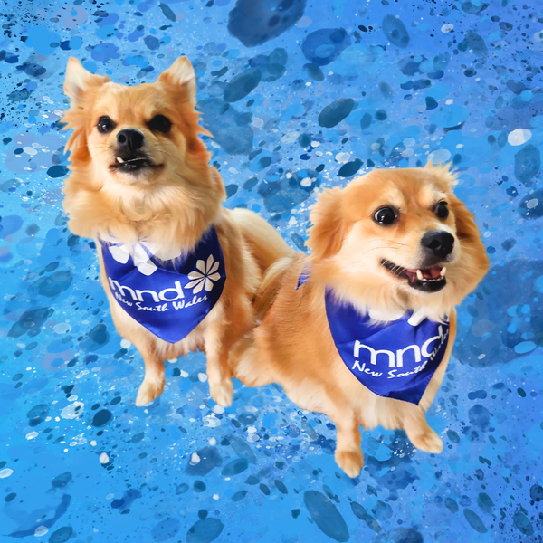 MND NSW Dog Bandana – Motor Neurone Disease NSW