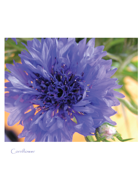Cornflower cards with one image (5 per pack) – Motor Neurone Disease NSW